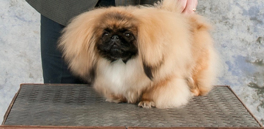 Shampoos – Peke Secret