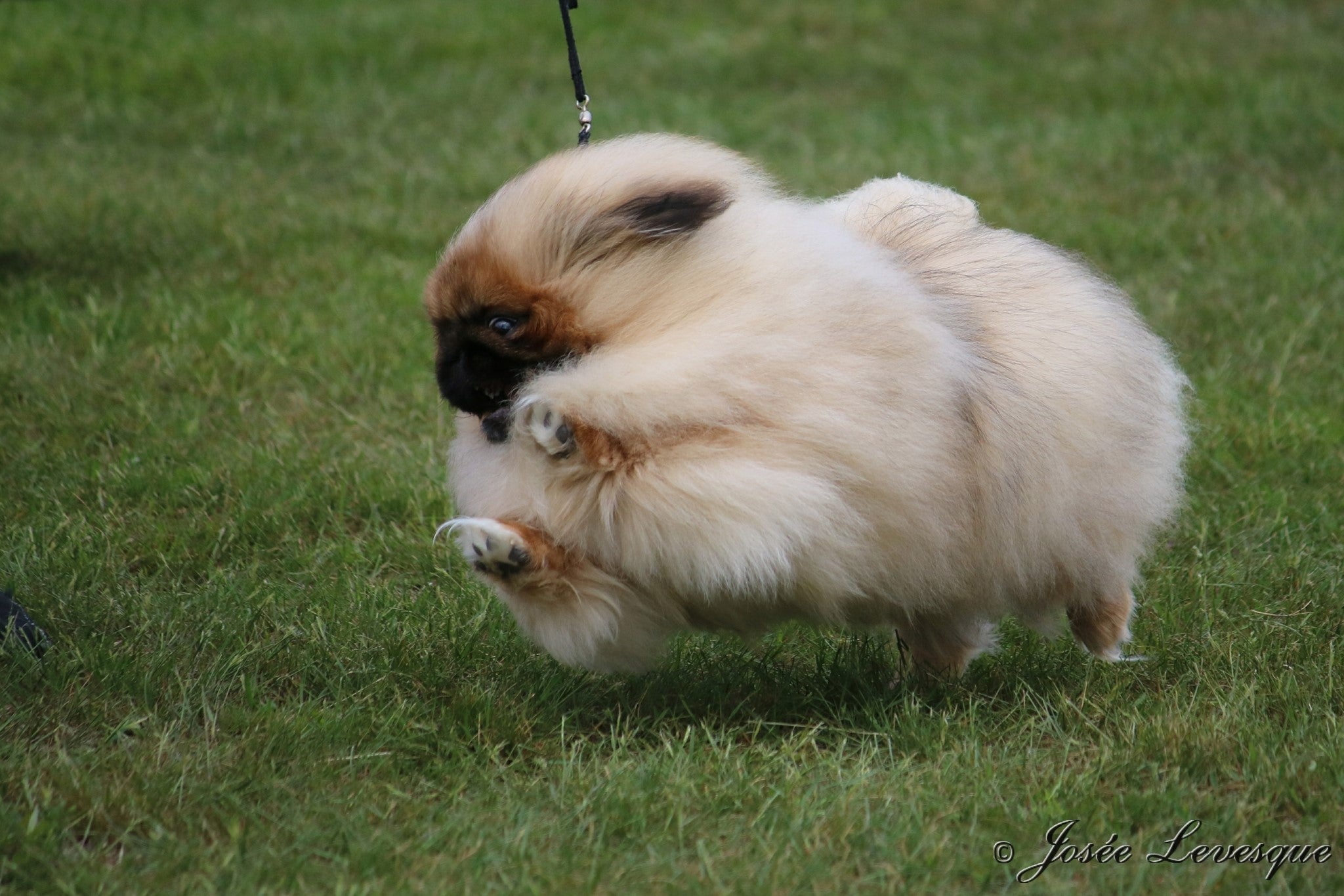 Tailor-made for winners – Peke Secret